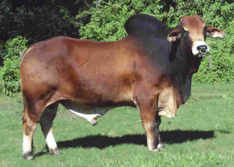 El Campo!: Toro Brahman.