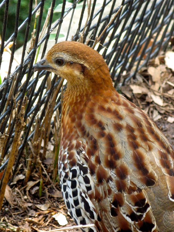 BIRD BIRD PANDA: THE NATIONAL ZOO ~ Popthomology