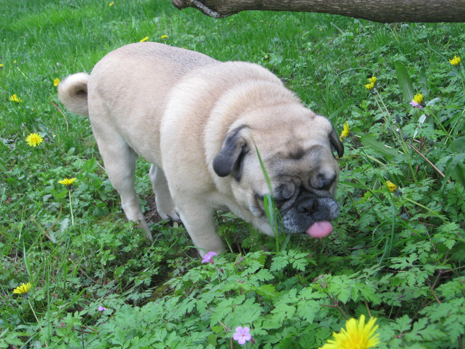 Pugs and Lilacs: Lilac Season