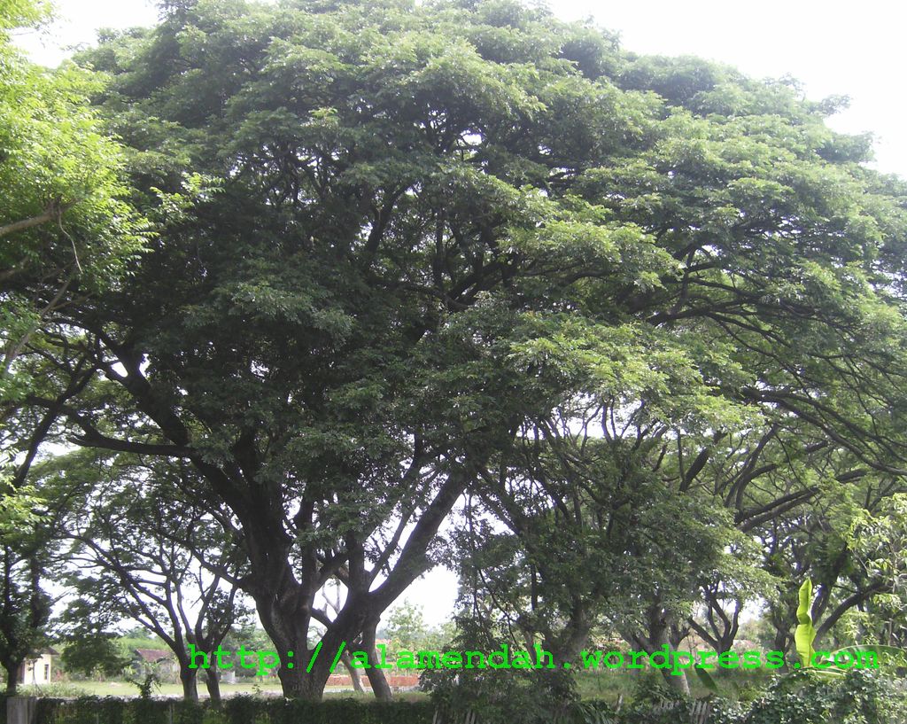 haqqi: Trembesi (Samanea Saman)