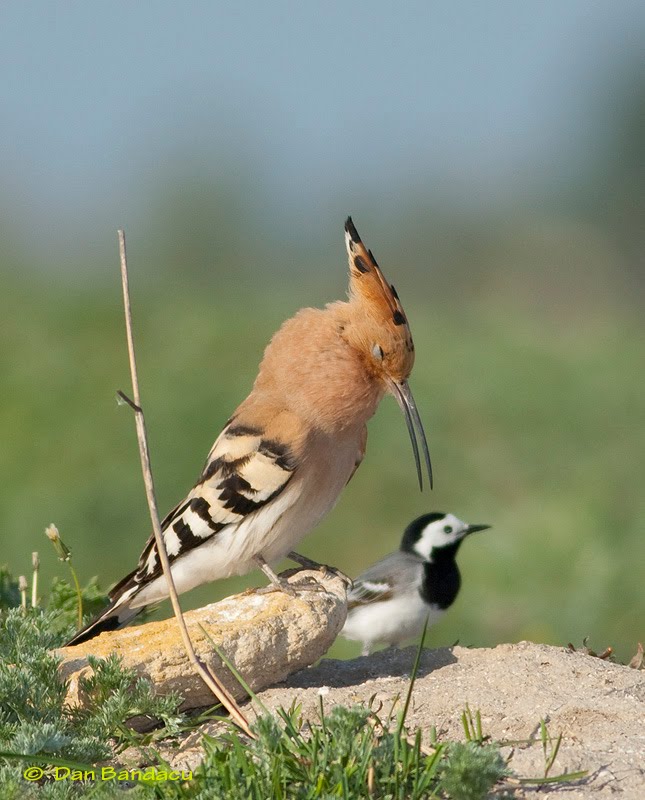 Unique Birds Around the World - Science and Technology - English - The ...