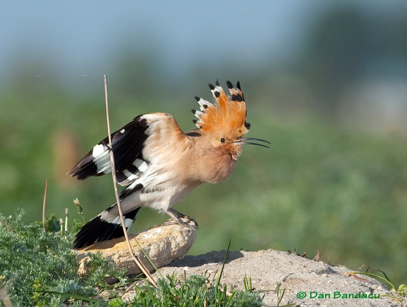 Dan din Delta Dunării: 01.05.2010
