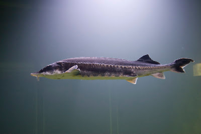 Dan din Delta Dunării: CENTRUL ECOTURISTIC "DELTA DUNARII"