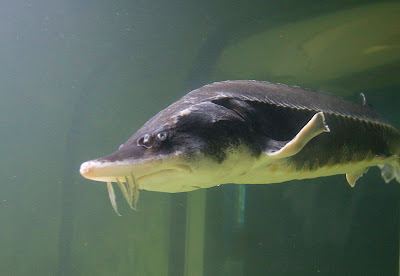 Dan din Delta Dunării: CENTRUL ECOTURISTIC "DELTA DUNARII"