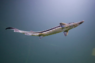 Dan din Delta Dunării: CENTRUL ECOTURISTIC "DELTA DUNARII"