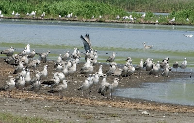 Dan din Delta Dunării: LACUL SARATURI