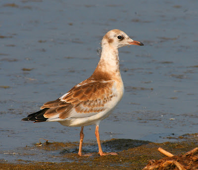 Dan din Delta Dunării: LACUL SARATURI