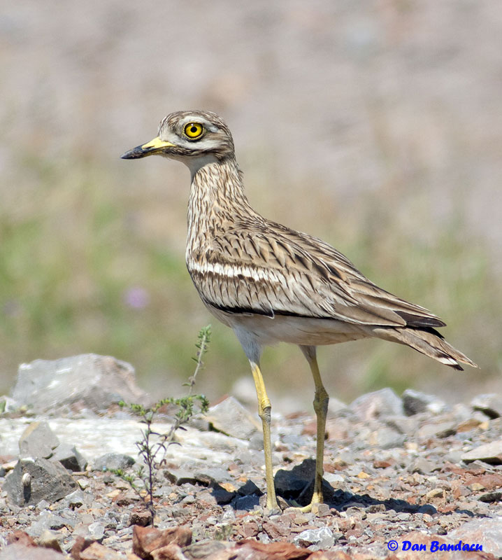 Dan din Delta Dunării: PASAREA OGORULUI SI CARIERA ZEBIL