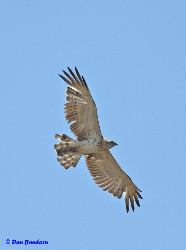 Dan din Delta Dunării: PASAREA OGORULUI SI CARIERA ZEBIL