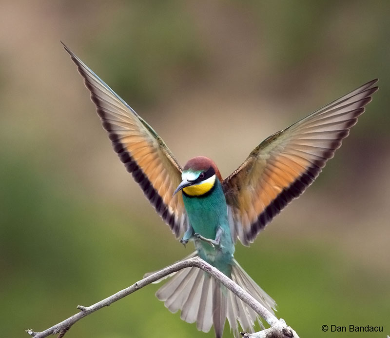 Dan din Delta Dunării: PASAREA OGORULUI SI CARIERA ZEBIL