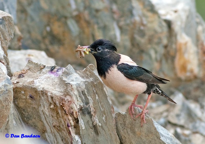 Dan din Delta Dunării: PASAREA OGORULUI SI CARIERA ZEBIL