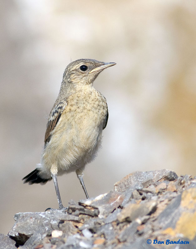 Dan din Delta Dunării: PASAREA OGORULUI SI CARIERA ZEBIL
