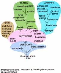 Phylogeny Project: Table of Contents: Phylogenetic Tree
