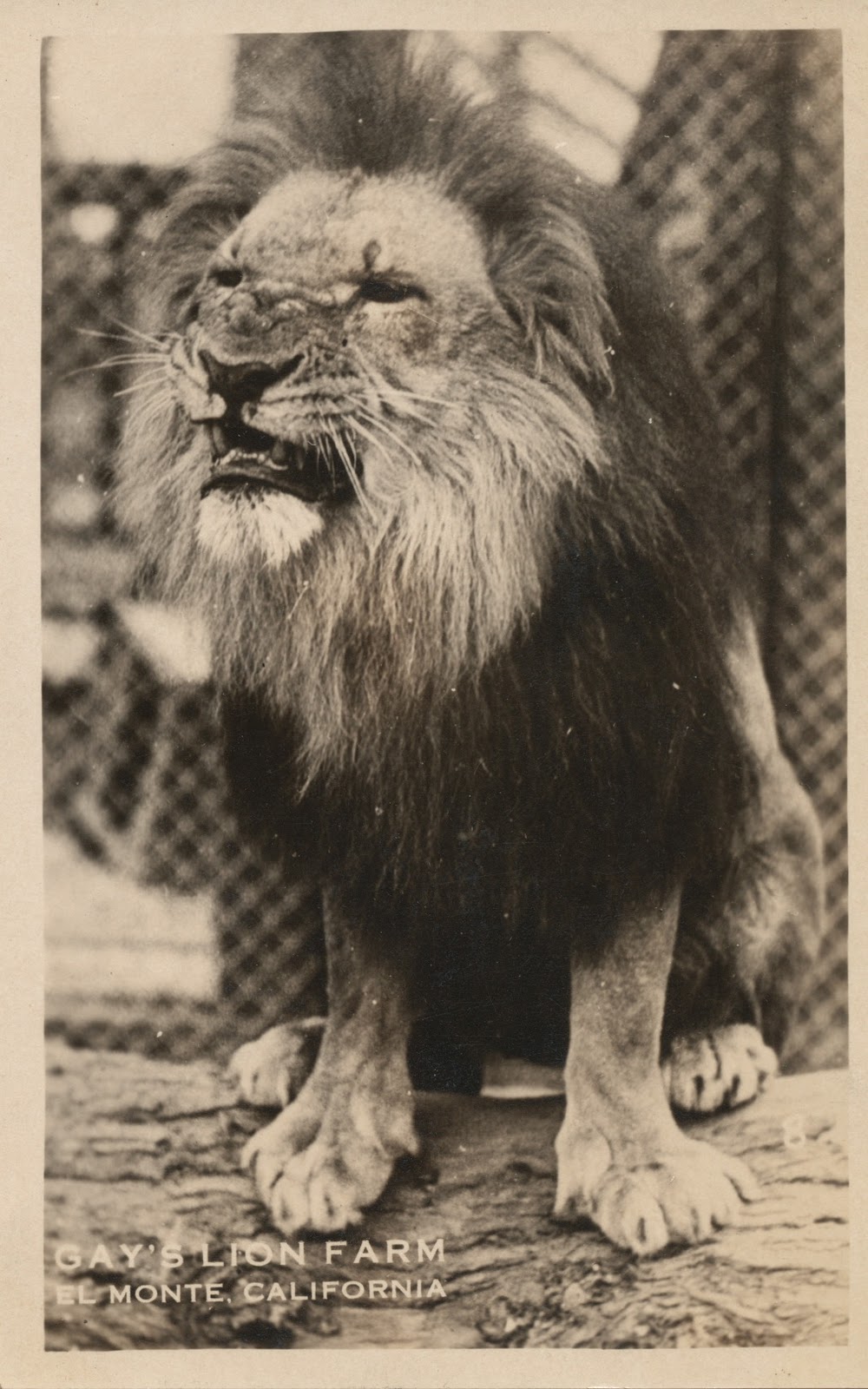 The Daily Postcard: Gay's Lion Farm