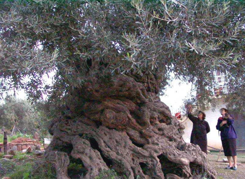 ΧΡΩΜΑΤΟΠΟΙΟΙ: ΤΑ ΜΕΡΗ ΤΟΥ ΦΥΤΟΥ