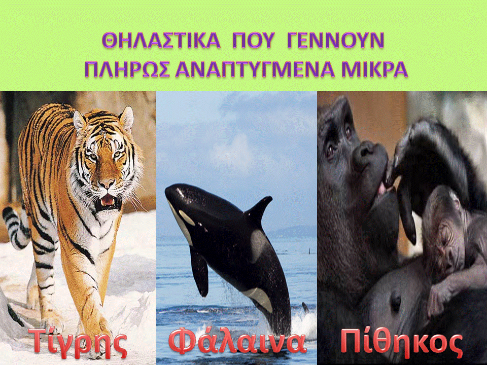 ΧΡΩΜΑΤΟΠΟΙΟΙ: ΘΗΛΑΣΤΙΚΑ
