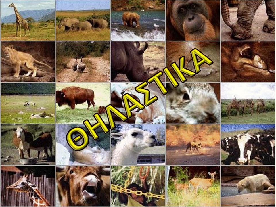 ΧΡΩΜΑΤΟΠΟΙΟΙ: ΘΗΛΑΣΤΙΚΑ