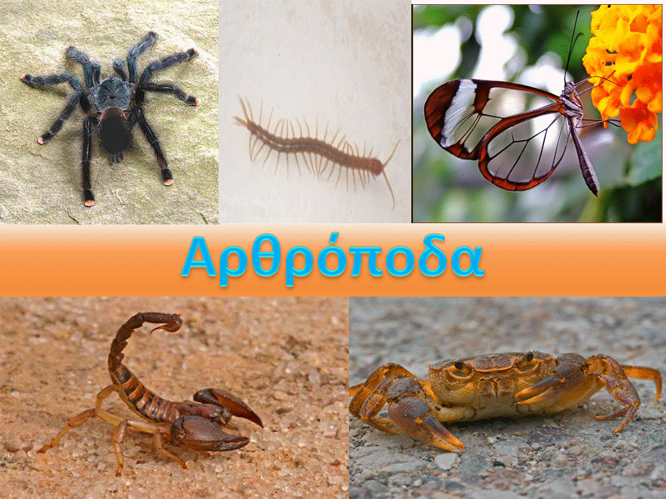 ΧΡΩΜΑΤΟΠΟΙΟΙ: ΑΣΠΟΝΔΥΛΑ - ΣΠΟΝΔΥΛΩΤΑ