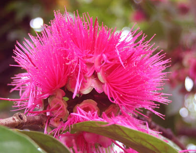 My Chutney Garden: Chutney and Pommerac (Malay Apple)