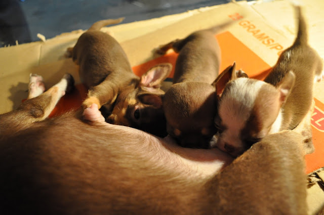 SARYLIN EMILY KENNEL