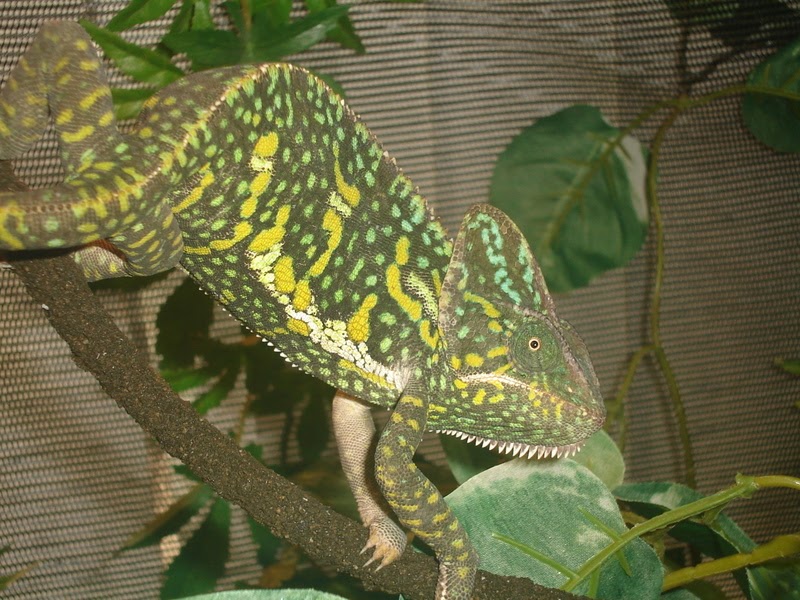Successful Keeping of Veiled Chameleons: Breeding