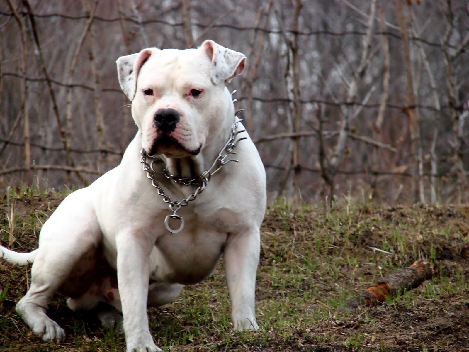 about the white 'staff: ...a serious amstaff