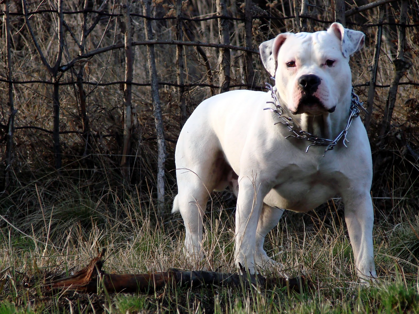 about the white 'staff: ...a serious amstaff