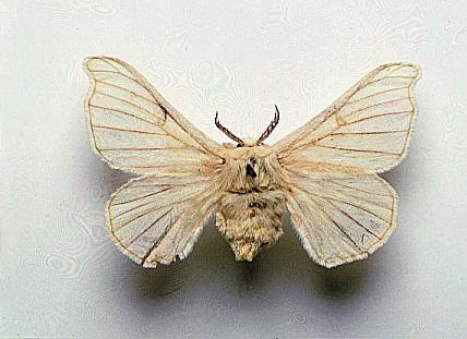 Los lepidópteros heteróceros (familia bombycidae)