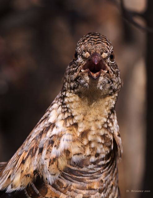 CEDAR RIDGE - A DOOR TO THE SUPERIOR NATIONAL FOREST: APRIL RUFFED GROUSE
