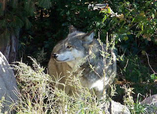 CEDAR RIDGE - A DOOR TO THE SUPERIOR NATIONAL FOREST: WOLVES OF CEDAR RIDGE