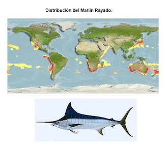 Pesca del Marlin en El Salvador: Tipos de peces marlín