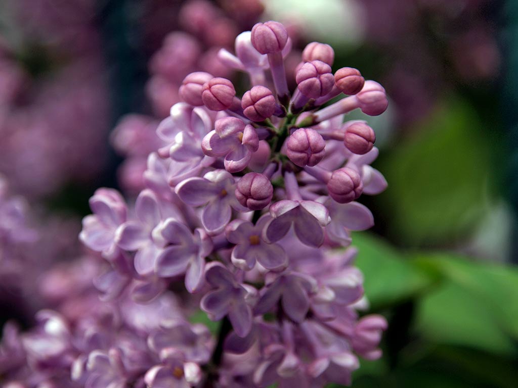 MIS VISTAS DEL MUNDO: Lilas