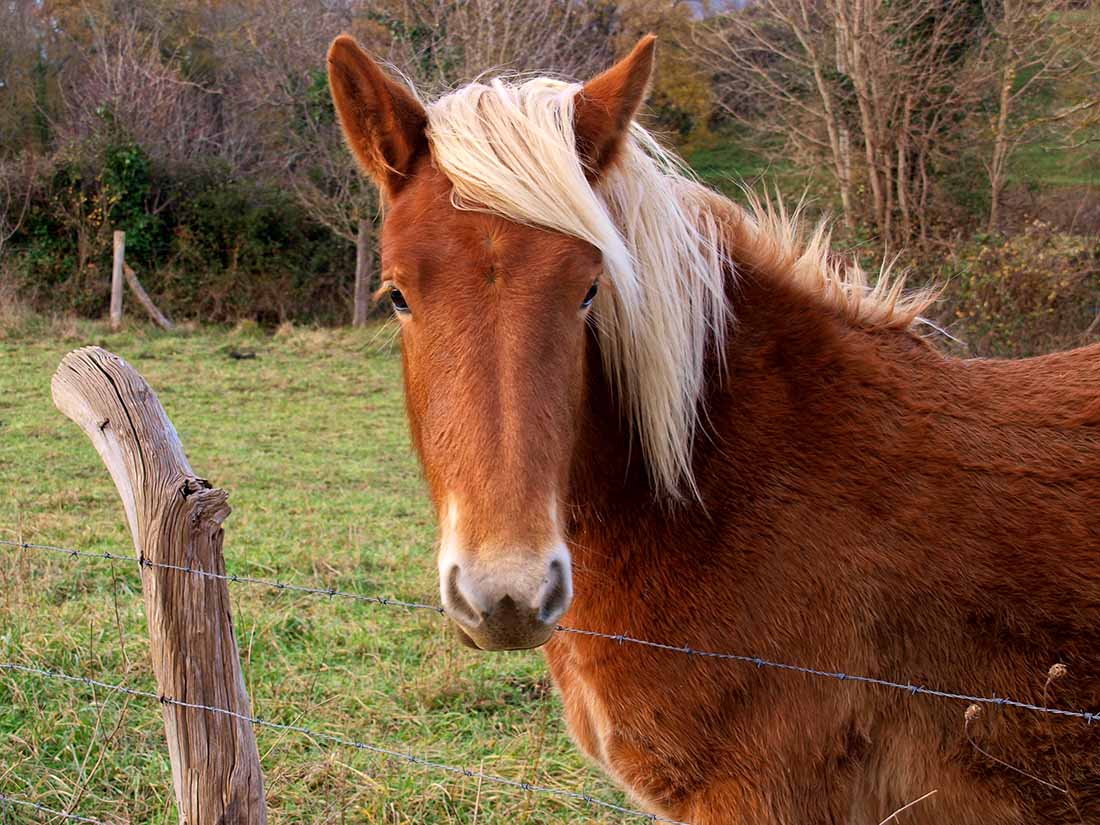 MIS VISTAS DEL MUNDO: Equinos