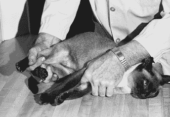 Fuzzy Butt Animal Hospital: Please! Show some restraint!