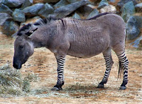 Bienvenidos a...: El Burdégano, la Mula y el Zebrasno