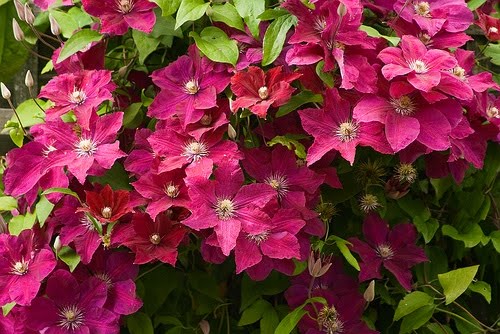 This Dutch Home: Garden Delight