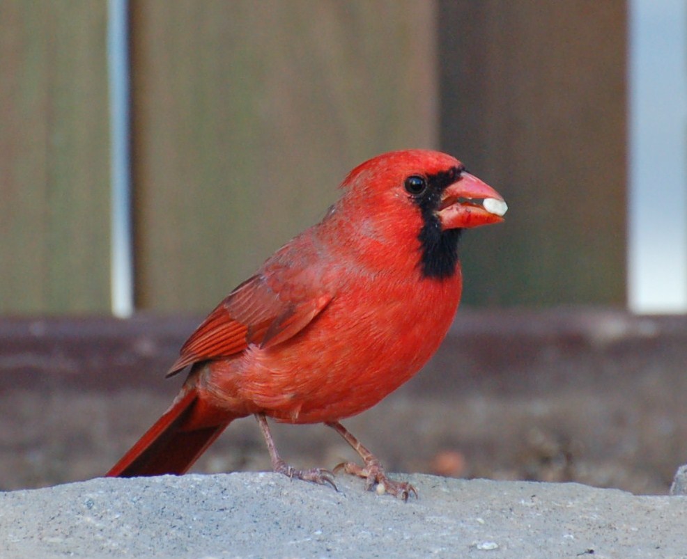 Birding In Northern VA.: Nuthatch and Carolina Wren..ohh and a Cardinal