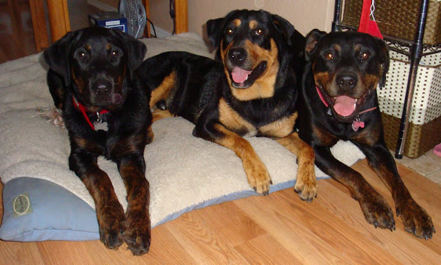 The Rottie Dogs: The English Mastweiler