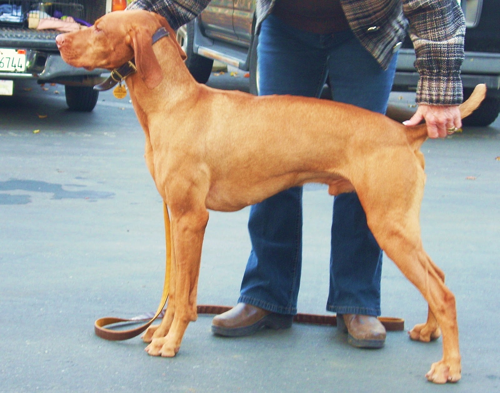 redbirddog - a hungarian pointer (vizsla) blog: The Alpha Female of ...