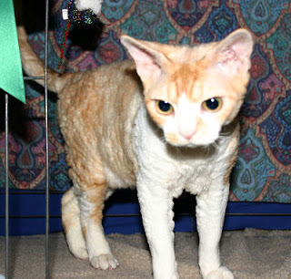 pets: Devon Rex Cats (Pixie Cat, Alien Cat)