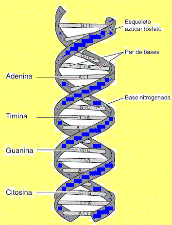 Ciencias Experimentales y otras: LA ESTRUCTURA DEL ADN Y UN VIDEO PARA ...