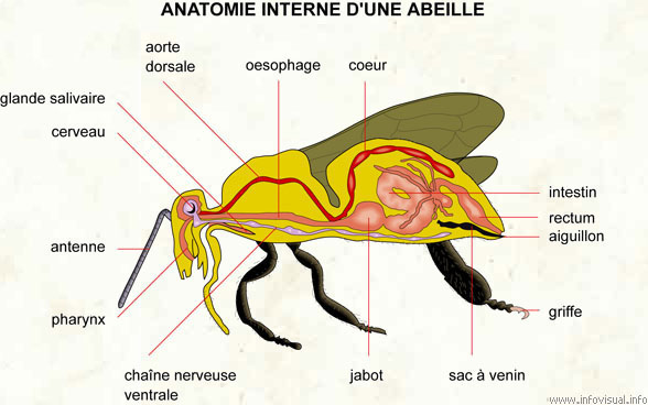 Le buzz des abeilles: Vous avez dit "abeille"