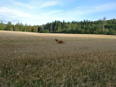 Rhodesian Ridgeback, Rex Ventors Kenzo