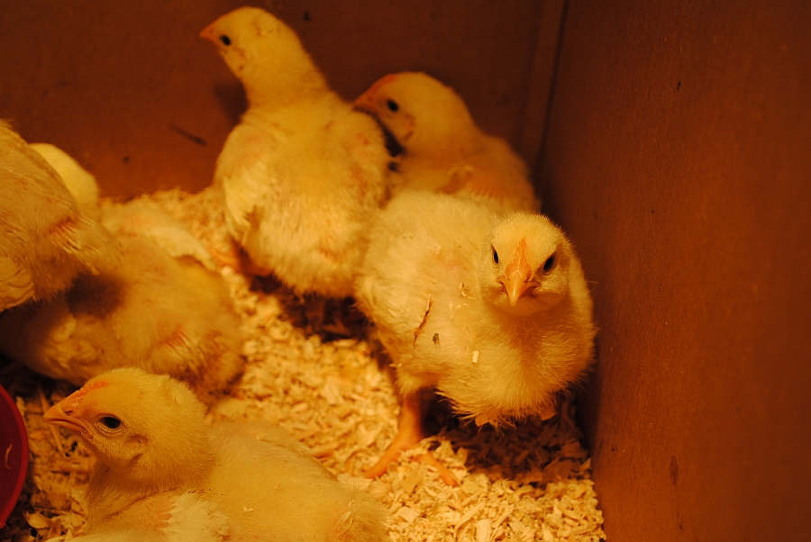 8 Muddy Boots: Our Broiler Babies- Update