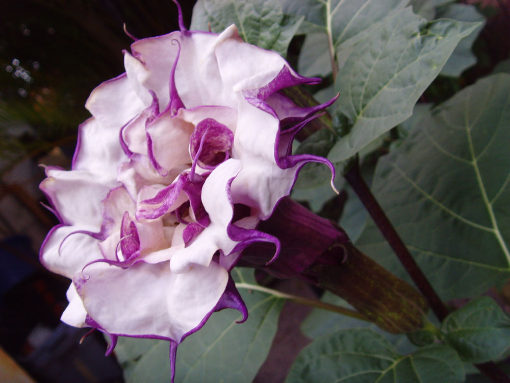 The Plant Princess: Double Purple Datura