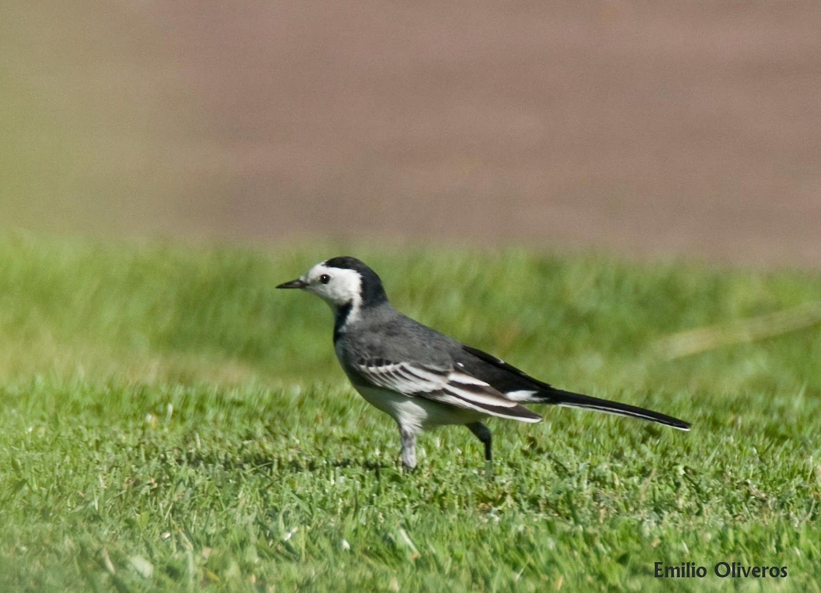 HEGAZTIKLIK: LAVANDERA BLANCA PÍA (Motacilla alba yarrellii)