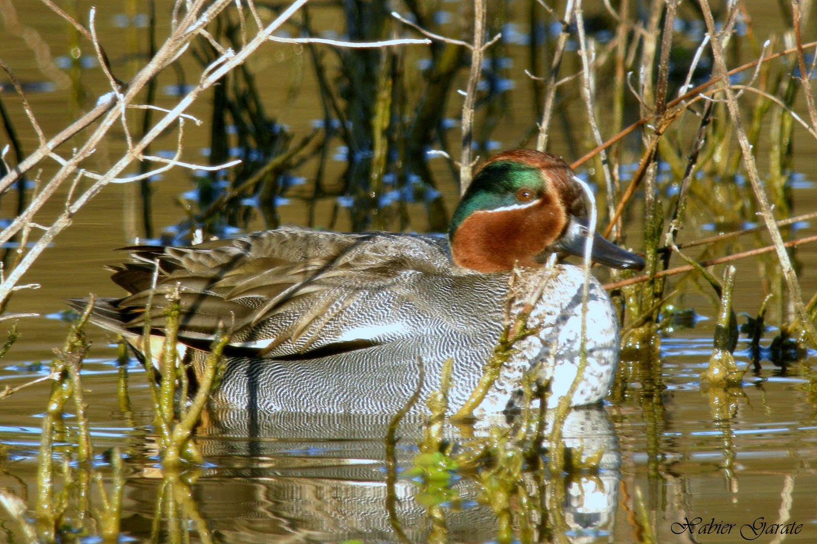 HEGAZTIKLIK: CERCETA COMÚN (Anas crecca)