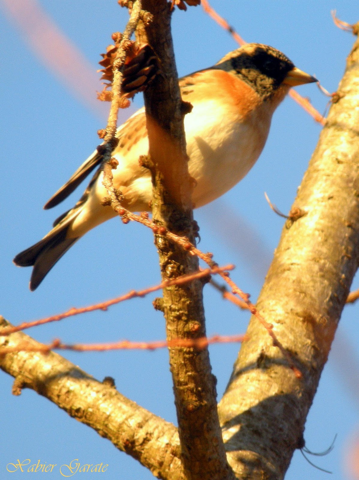 HEGAZTIKLIK: PINZÓN REAL (Fringilla montifringilla)