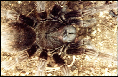 Dominican Spiders: Theraphosidae, Phormictopus sp.