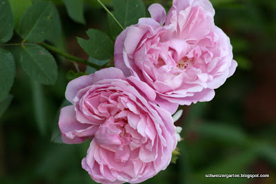 Englische Fräulein 's